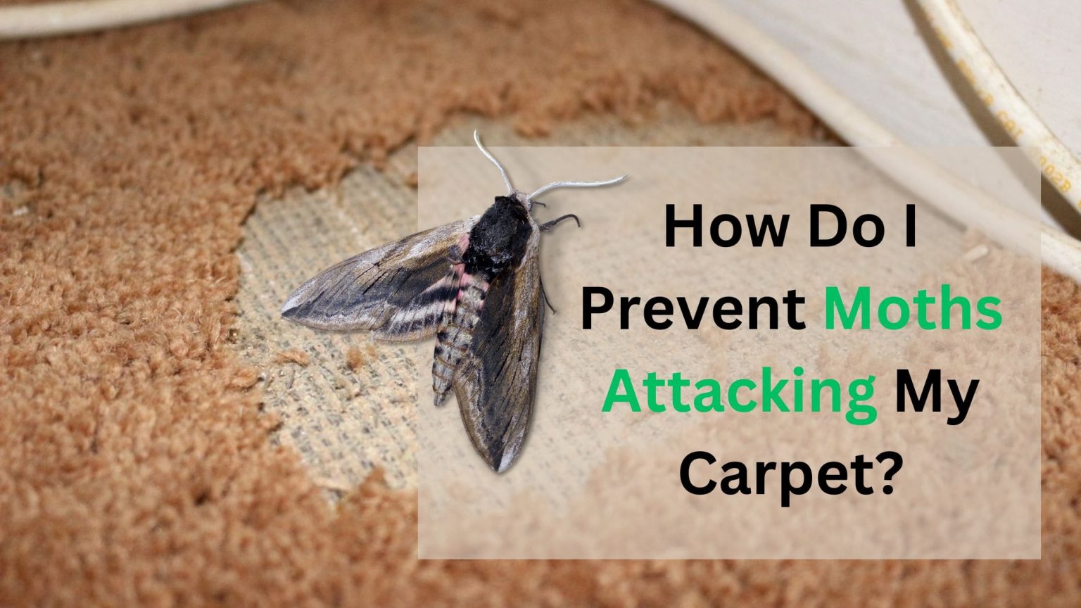 How Do I Prevent Moths Attacking My Carpet? Check These 6 Steps